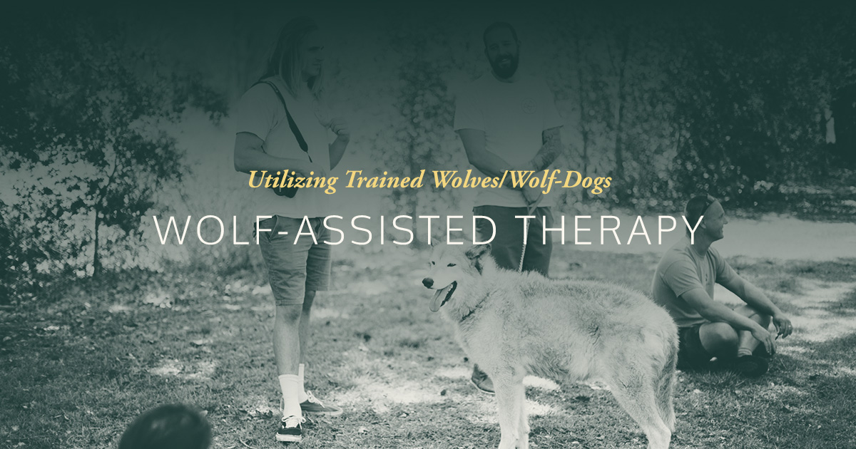 Introducing Wolf-Assisted Therapy for Treating Substance Abuse